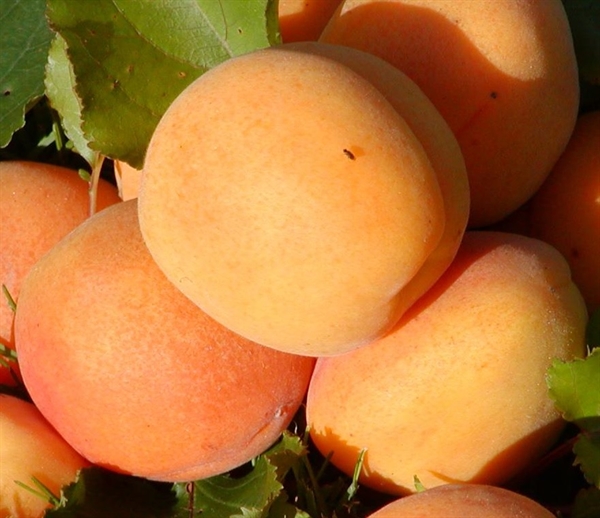 ABRIKOS, KURESIA, PRUNUS ARMENICA, POTTE, 2 ÅR